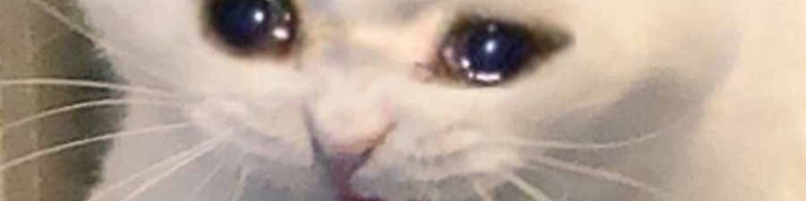 Machaa (Machaa) - Trakteer.id