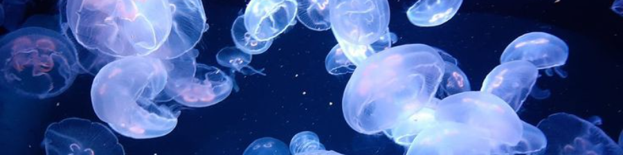 tataa (tataaa._) - Trakteer.id